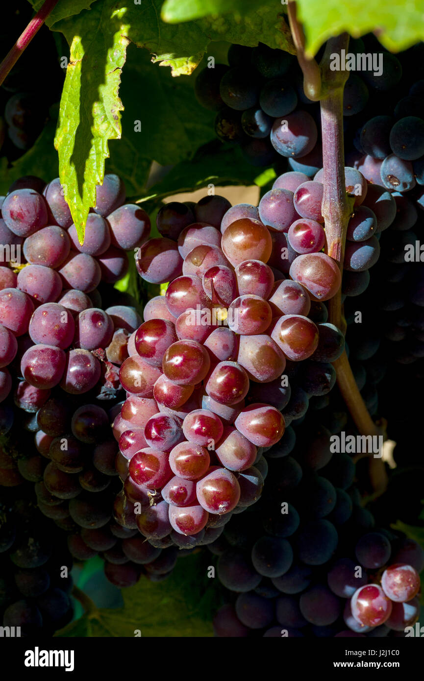 Usa, Washington State, Royal City. Pinot Gris grapes in Lawrence ...