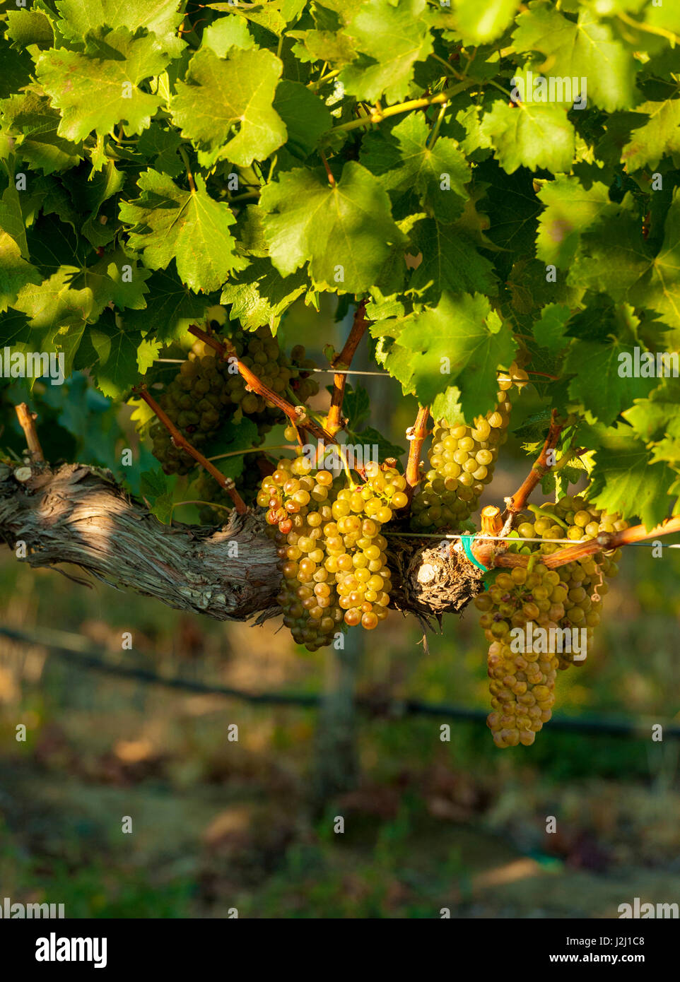 Usa, Washington State, Royal Slope. Viognier grapes from Stillwater ...