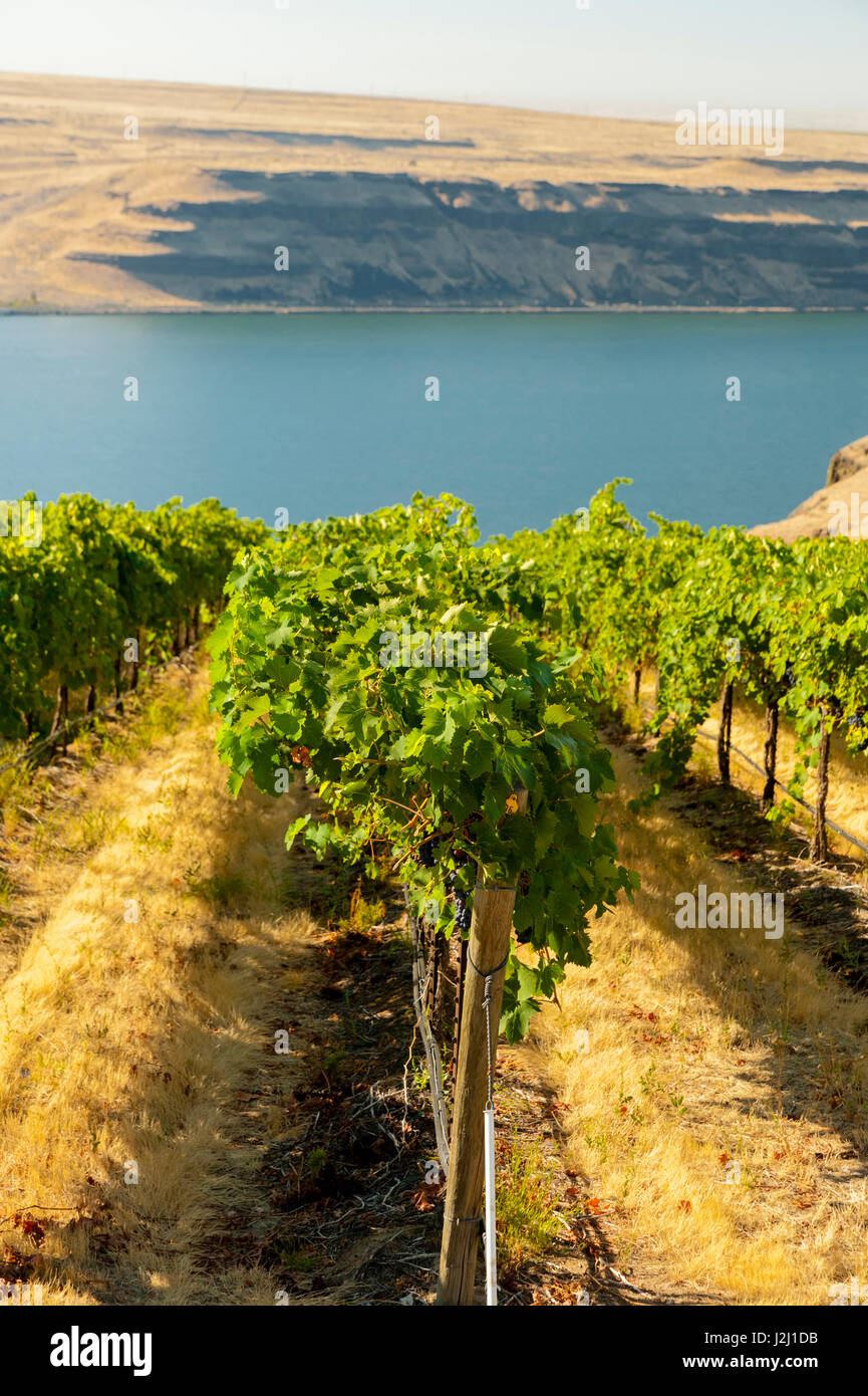 Usa, Washington State, Tri-Cities. The Benches (formerly Wallula ...