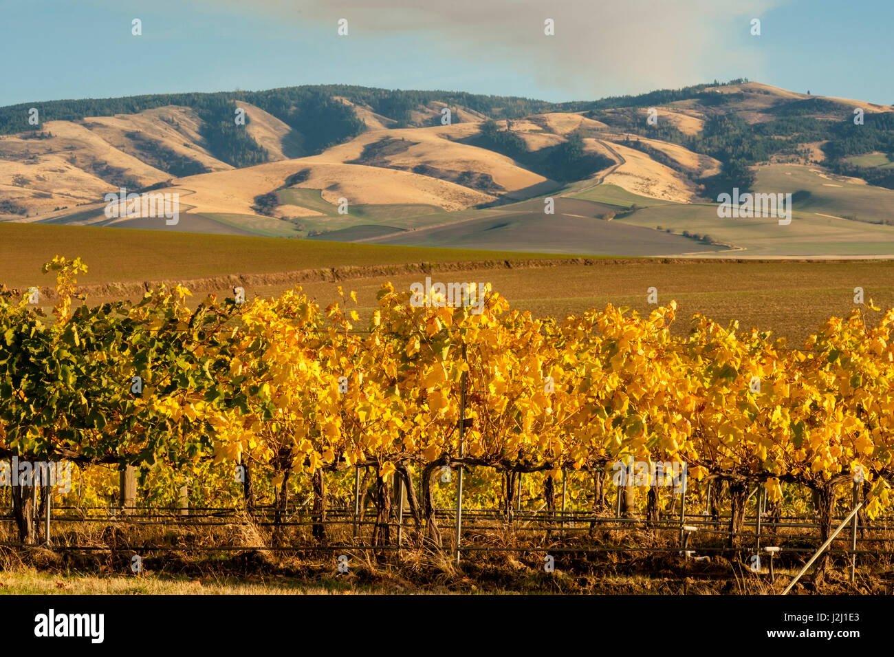 Usa, Washington State, Walla Walla Stock Photo - Alamy