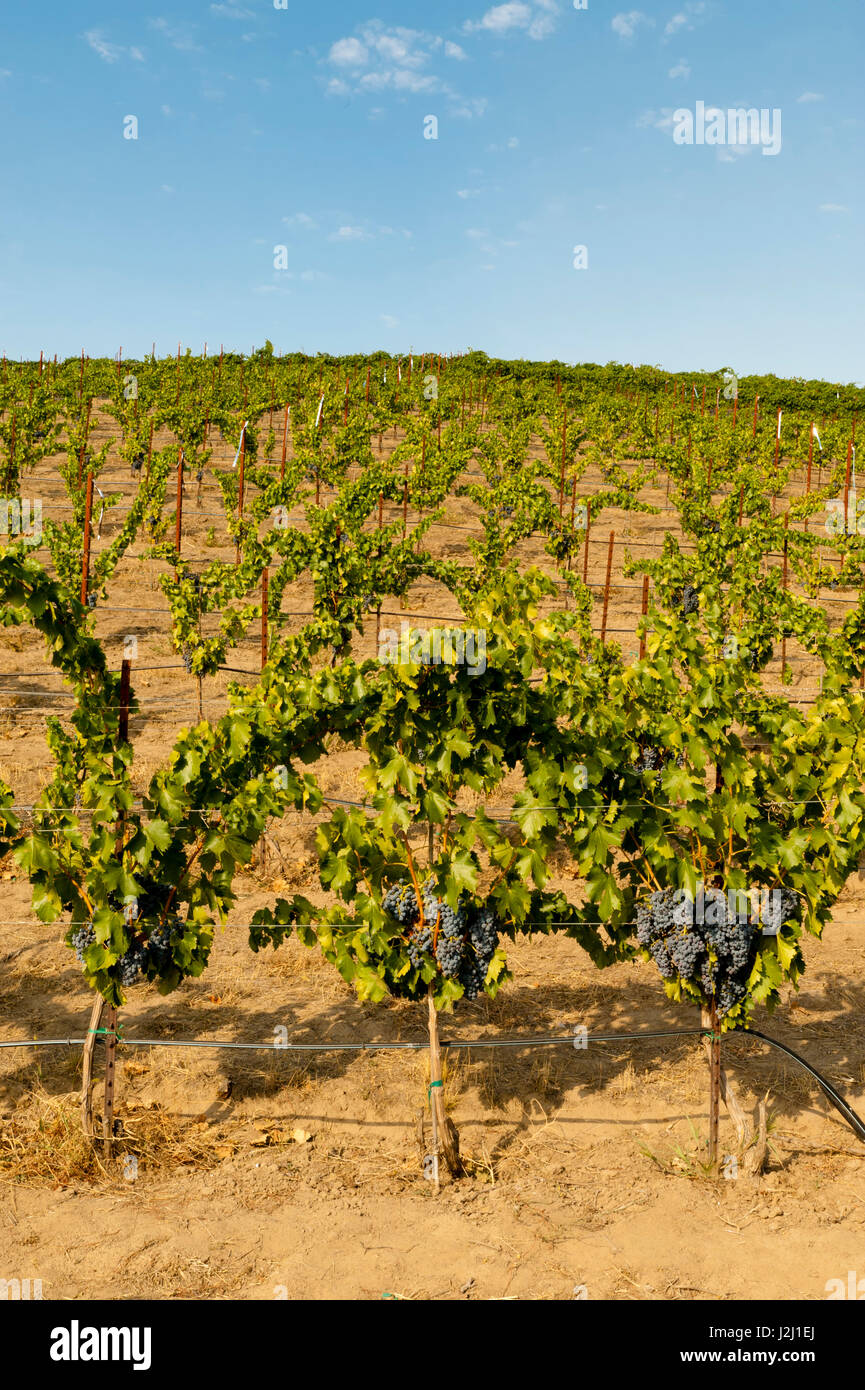 Usa, Washington State, Walla Walla. Cabernet grapes in Woodard Canyon ...