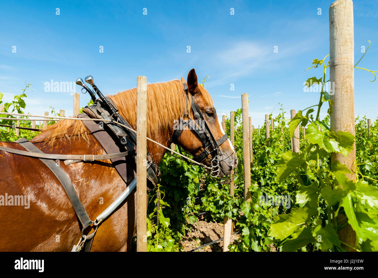 Usa, Washington State, Walla Walla. Cayuse Vineyard tills the soil with ...
