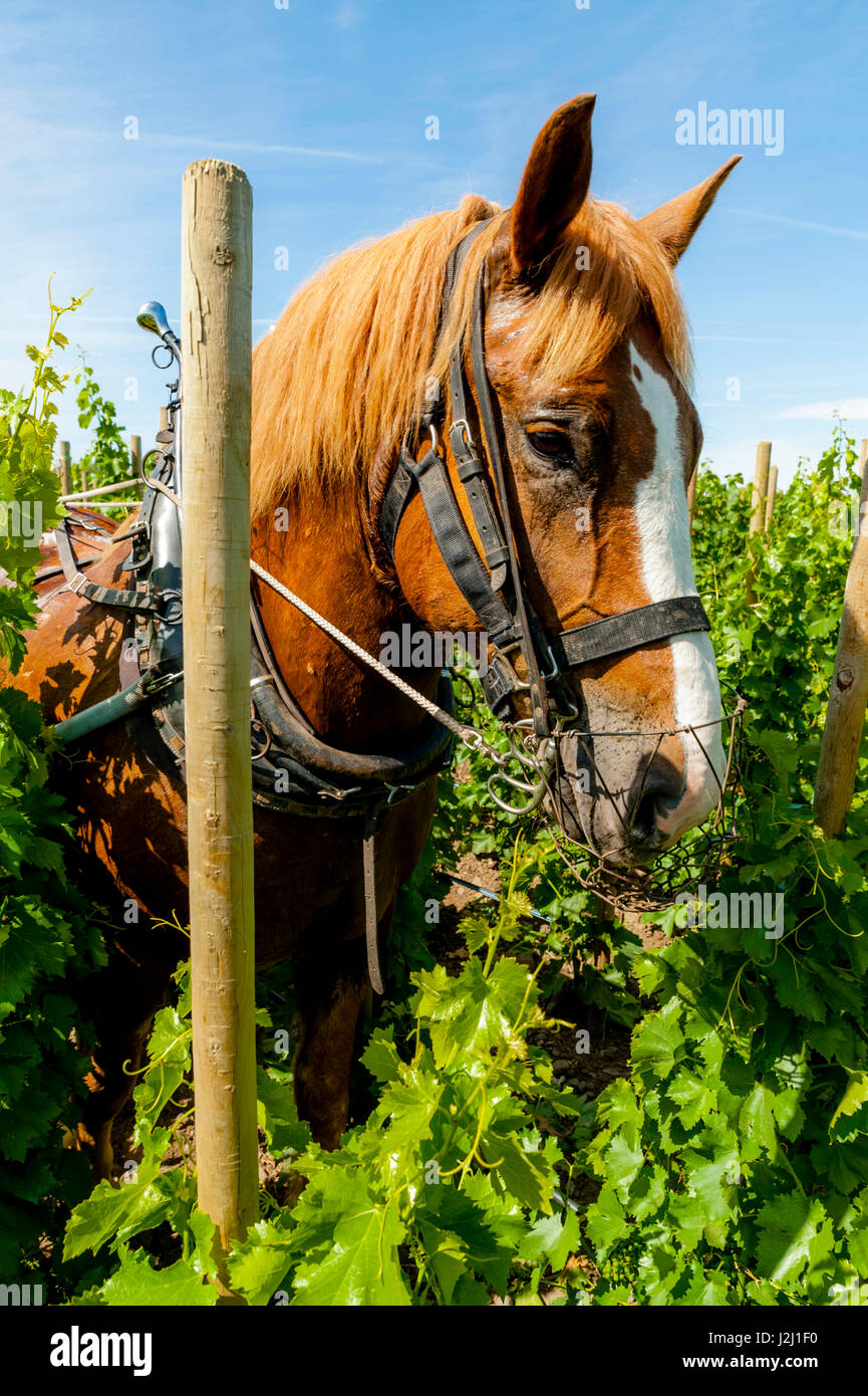 Usa, Washington State, Walla Walla. Cayuse Vineyard tills the soil with ...