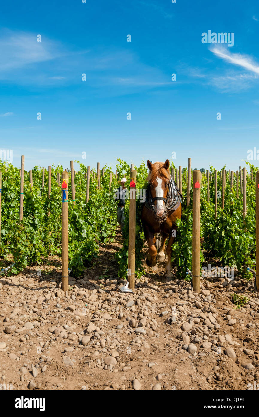 Usa, Washington State, Walla Walla. Cayuse Vineyard tills the soil with ...