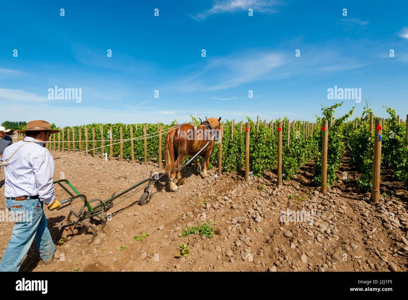 Usa, Washington State, Walla Walla. Cayuse Vineyard tills the soil with ...