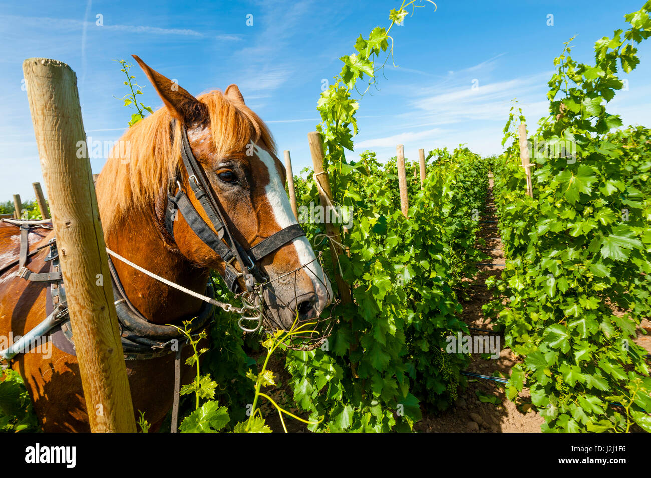 Usa, Washington State, Walla Walla. Cayuse Vineyard tills the soil with ...