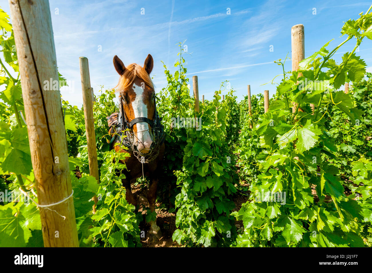 Usa, Washington State, Walla Walla. Cayuse Vineyard tills the soil with ...
