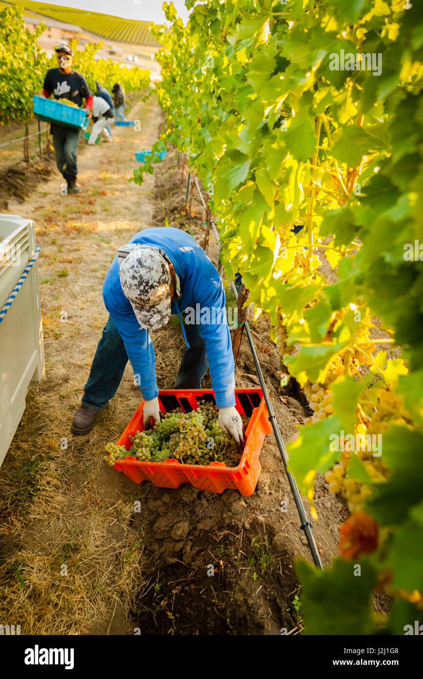 Usa, Washington State, Walla Walla. Grenache blanc grapes in Blue ...