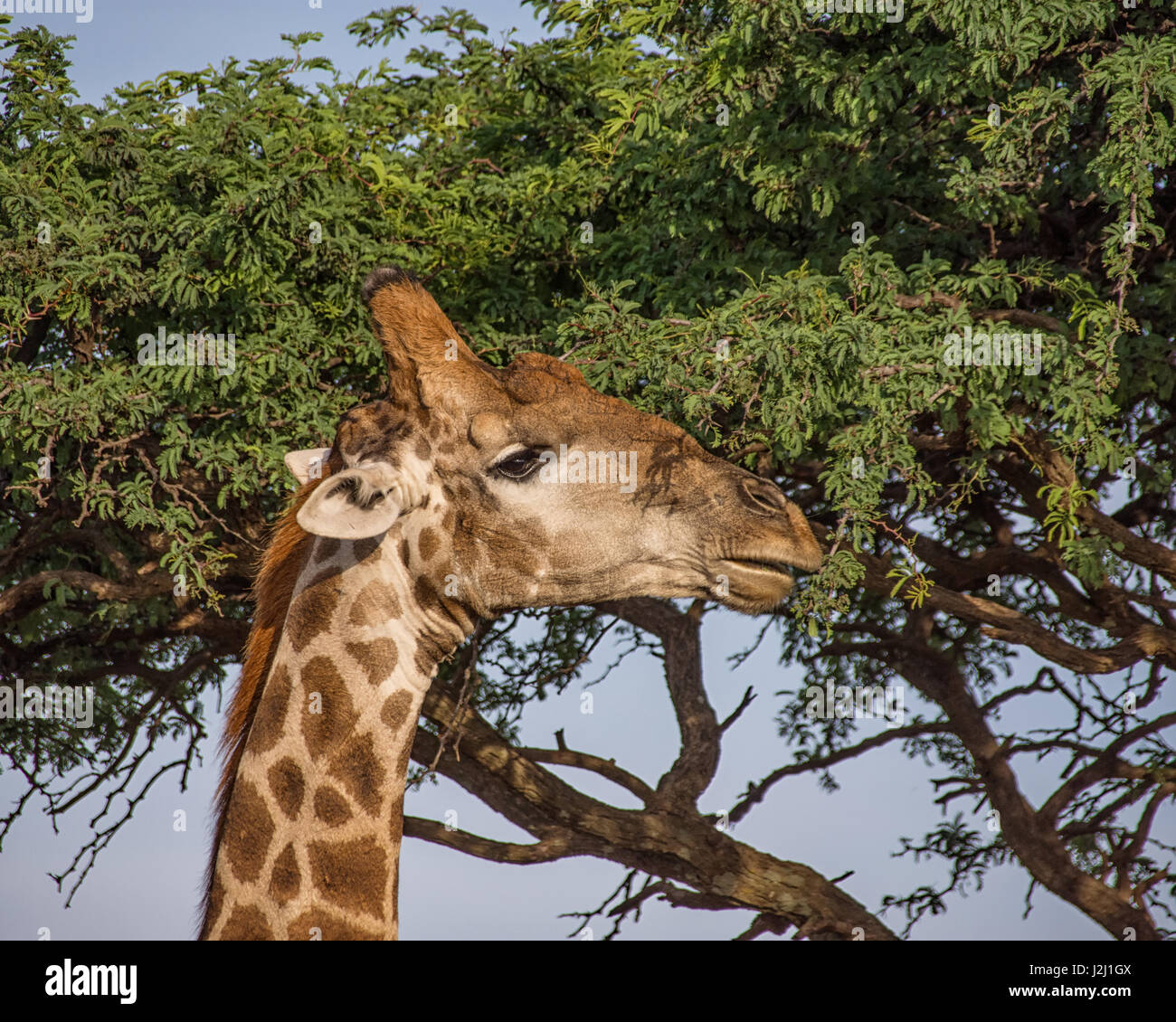 Closeup facial portrait of a Giraffe in Southern African savanna Stock ...
