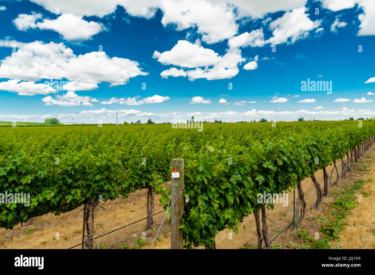 Usa, Washington State, Walla Walla. Vineyard region known as The Rocks ...