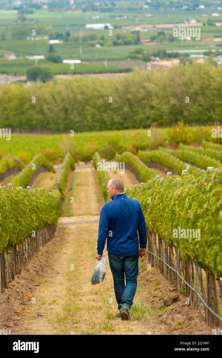 Usa, Washington State, Walla Walla. Winemaker John Biglow sampling ...