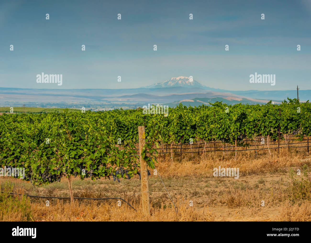 Usa, Washington State, Yakima Valley. Boushey Vineyard with Mt. Adams ...