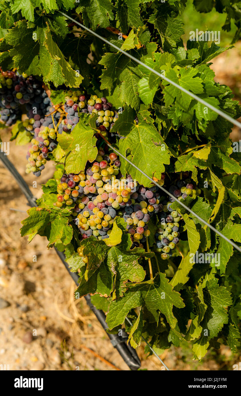 Usa, Washington State, Mattawa. Merlot grapes in Weinbau Vineyard, a ...