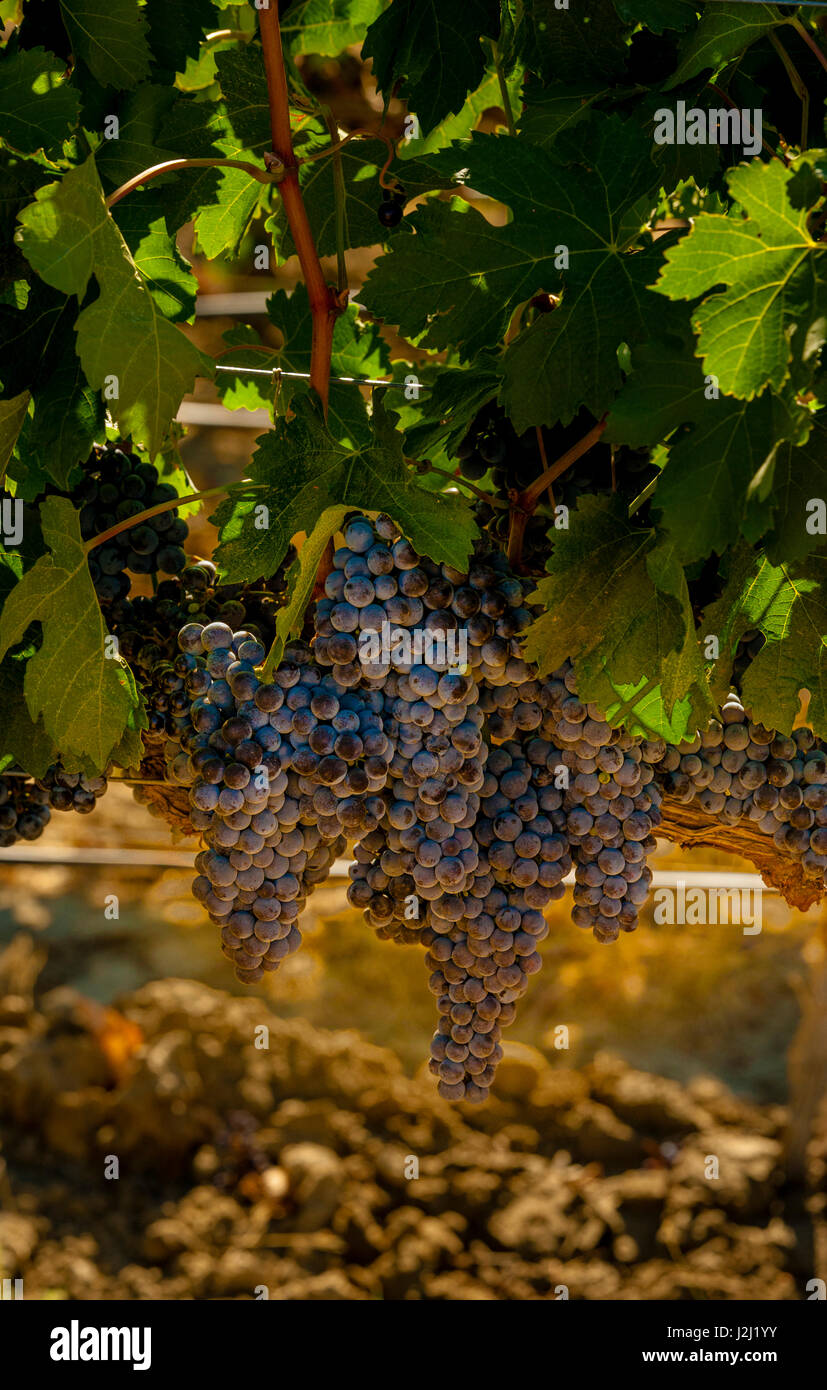 Usa, Washington State, Red Mountain. Merlot grapes from Red Heaven ...