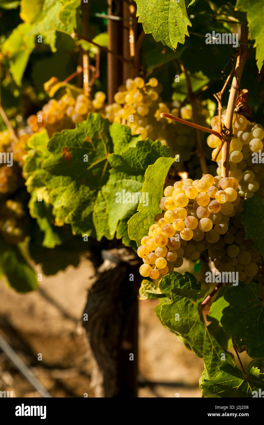 Usa, Washington State, Royal City. Riesling grapes in Lawrence ...