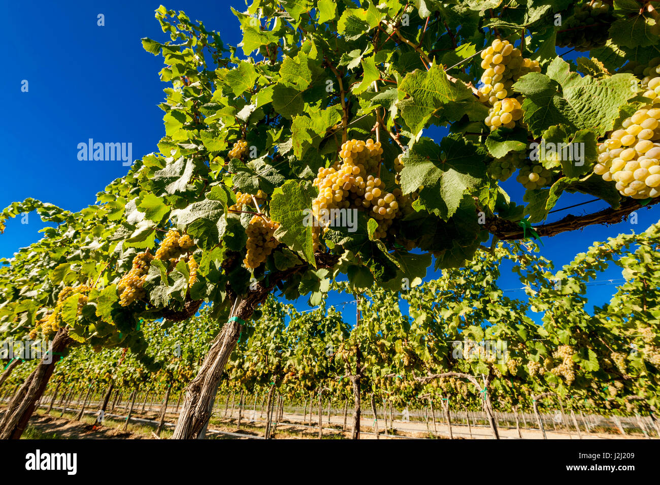 Usa, Washington State, Royal City. Riesling grapes in Lawrence ...