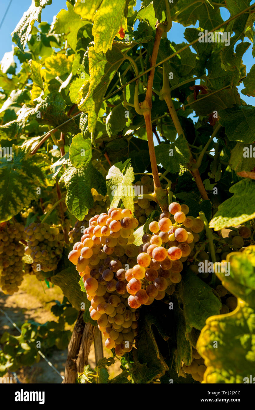 Usa, Washington State, Royal City. Roussanne grapes in the Lawrence ...