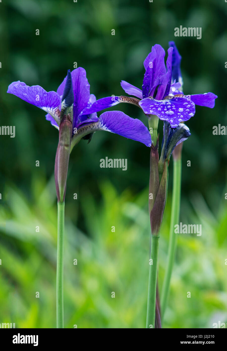 Washington State, Bellevue, Bellevue Botanical Garden, Iris (Large ...
