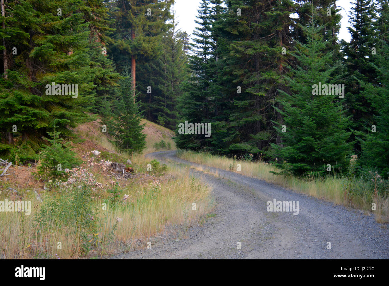 USA, Washington State, Wenatchee National Forest, logging road Stock ...