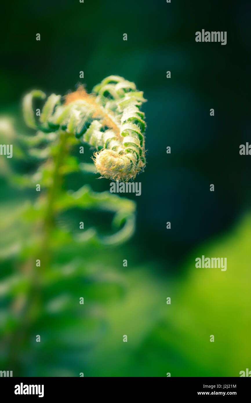 Stewart fern hi-res stock photography and images - Alamy