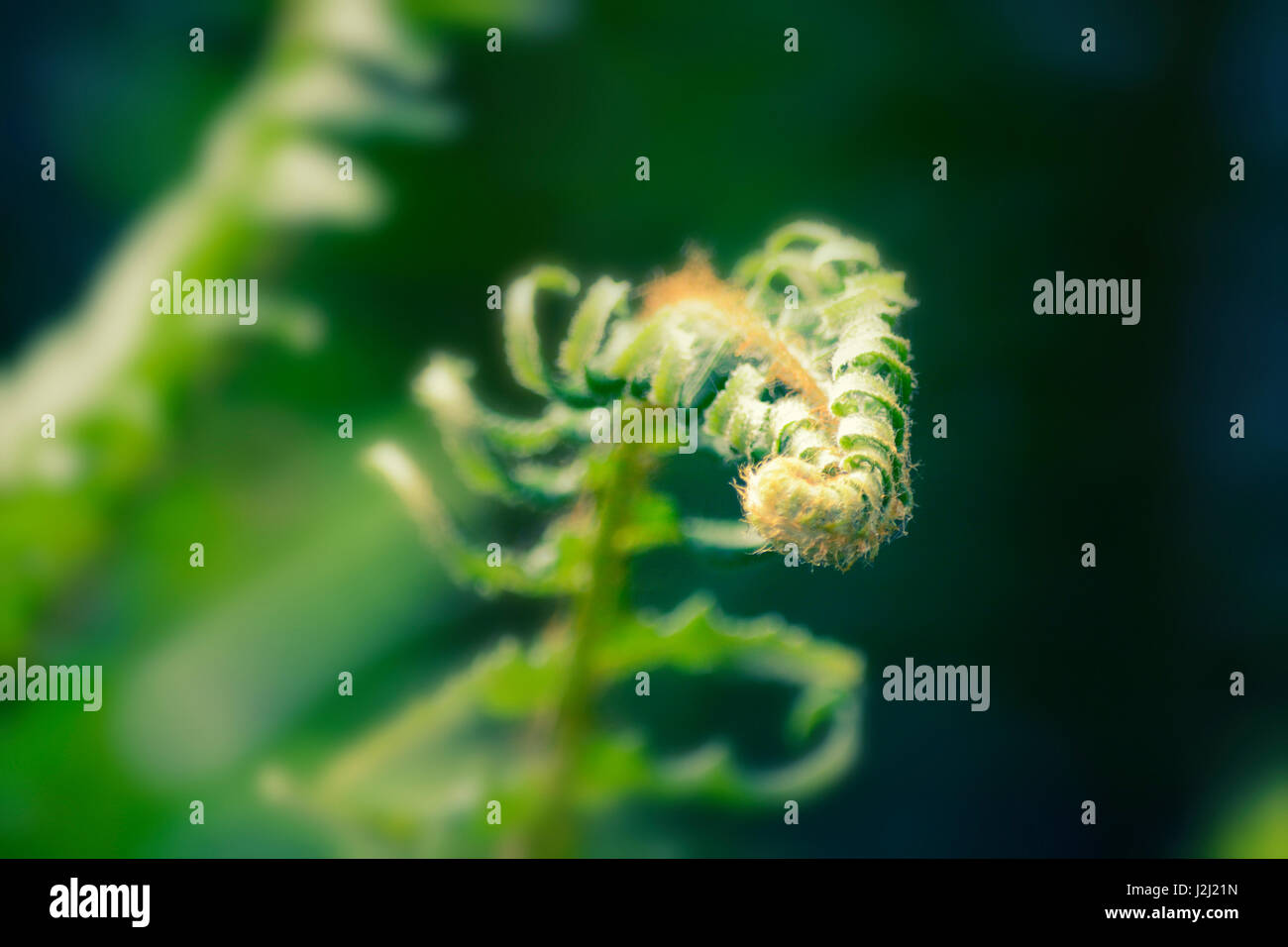 Stewart fern hi-res stock photography and images - Alamy