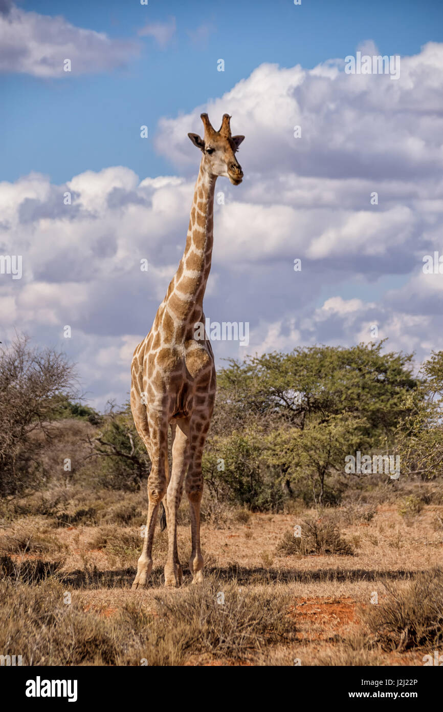 Portrait of a Giraffe in Southern African savanna Stock Photo - Alamy