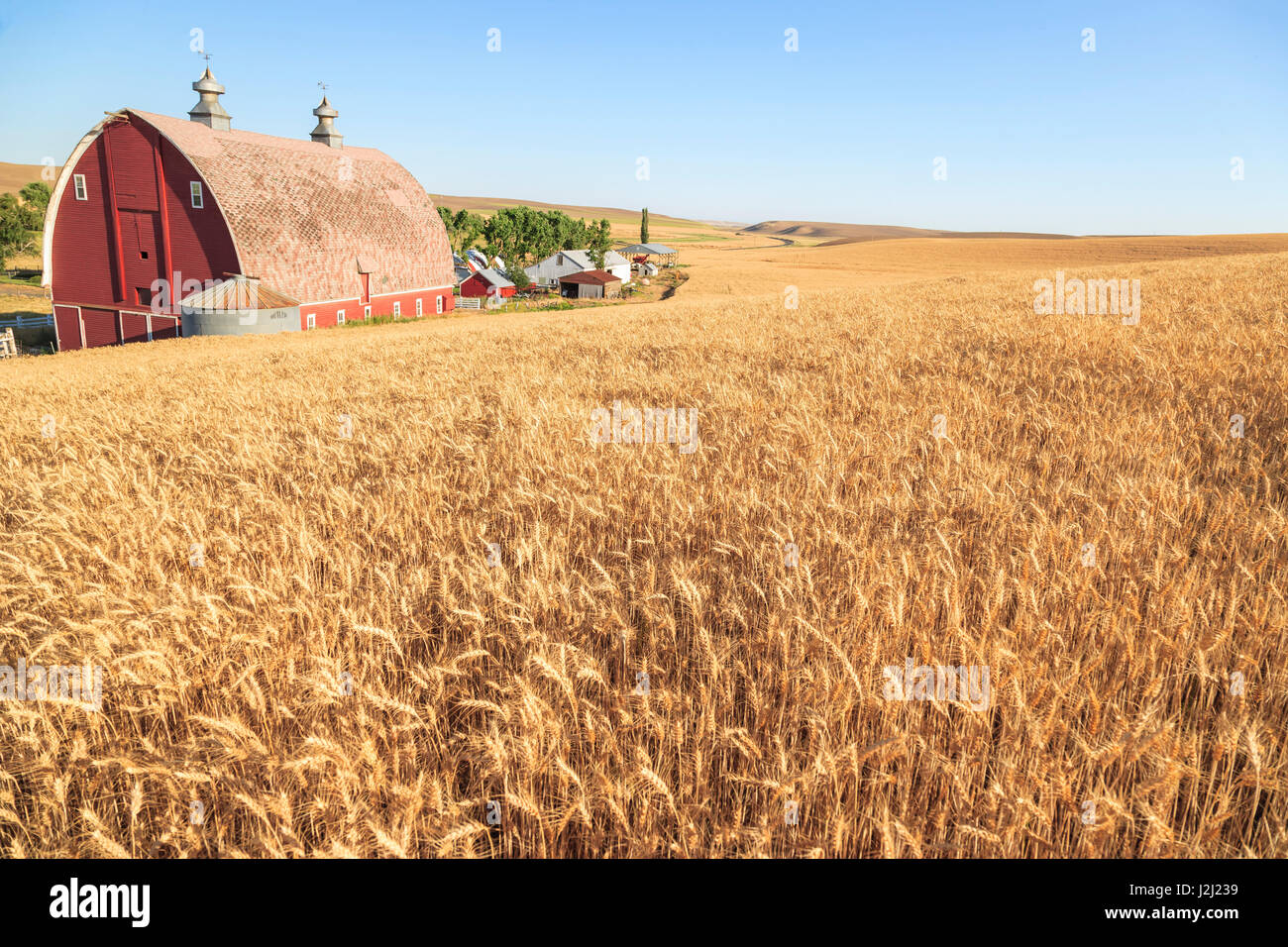 Barn, summer wheat fields near Sprague, Eastern Washington State ...