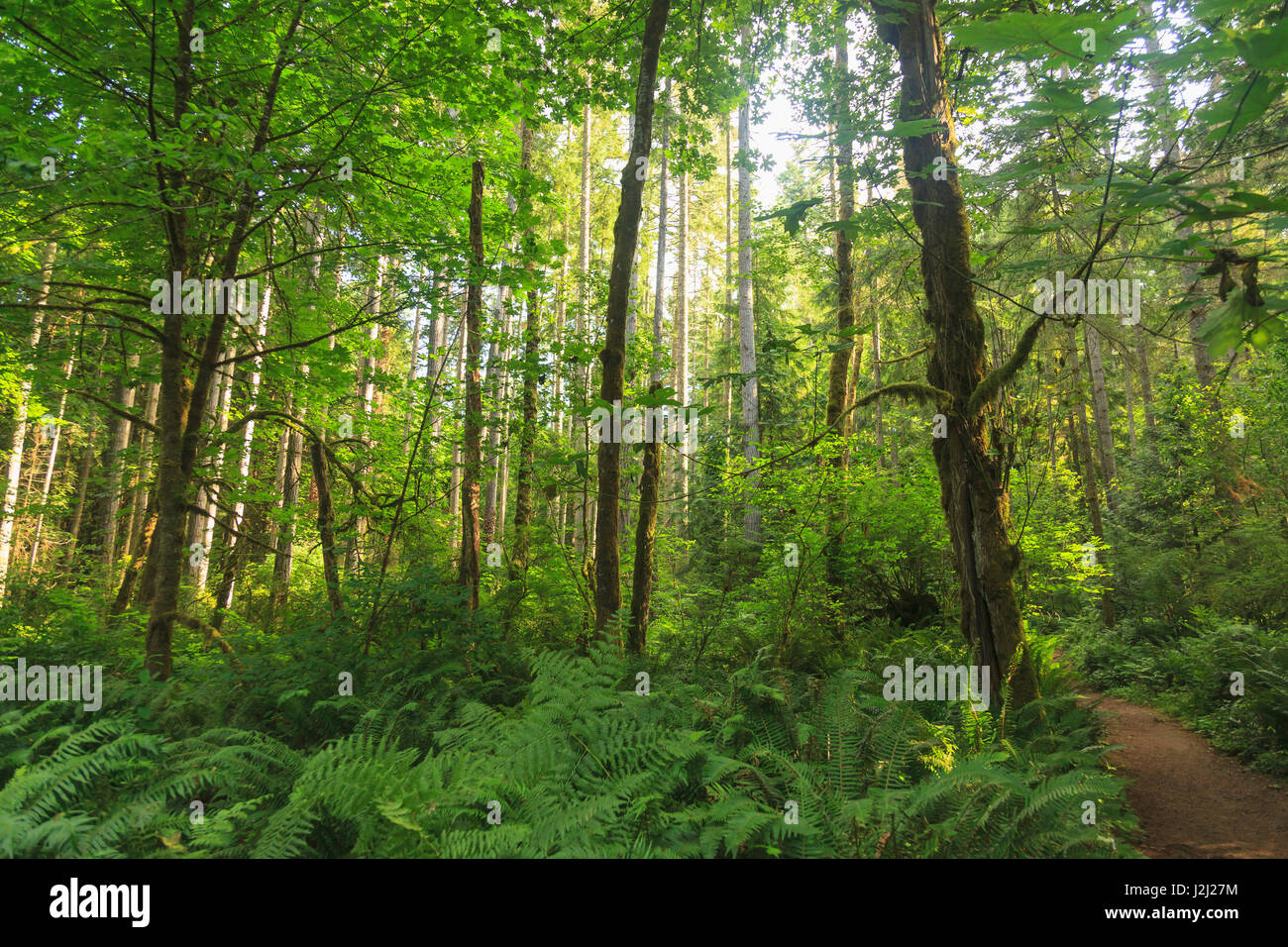 Grand Forest, Sacred Grove, Bainbridge Island near Seattle, WA, USA ...