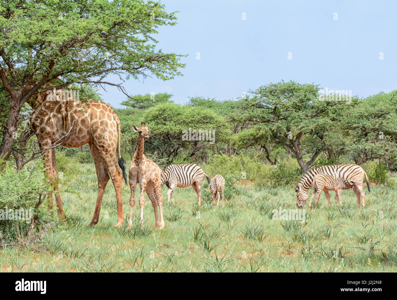 Giraffe and Zebra in Southern African savanna Stock Photo - Alamy