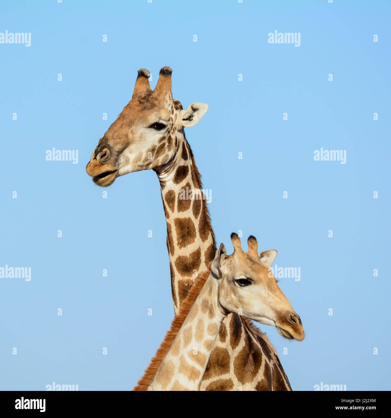 Portrait of a Giraffe pair in Southern African savanna Stock Photo - Alamy