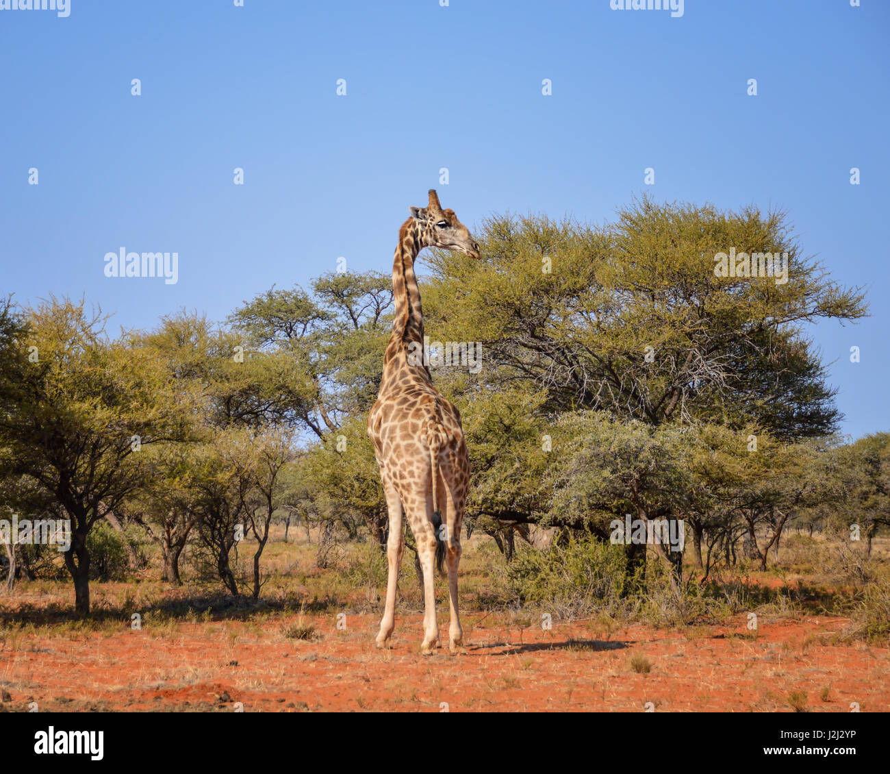 Giraffe in Southern African savanna Stock Photo - Alamy