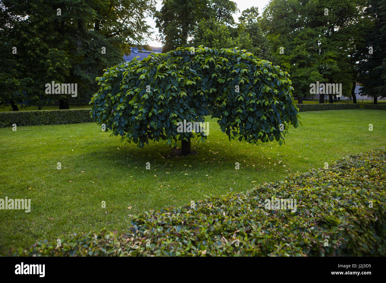 Green tree with round crown in beautiful garden, summer time Stock ...