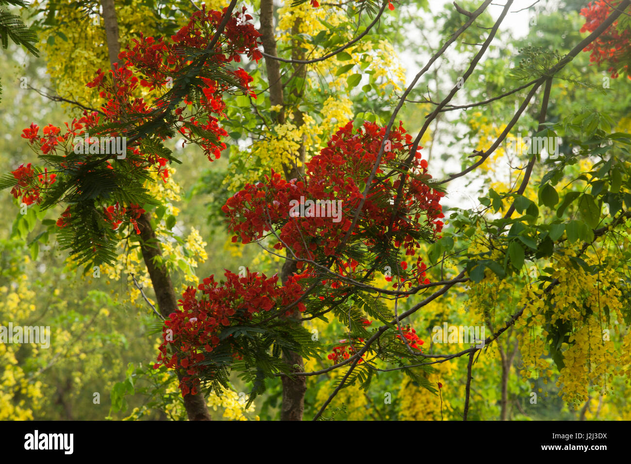 Krishnachura flower hi-res stock photography and images - Alamy