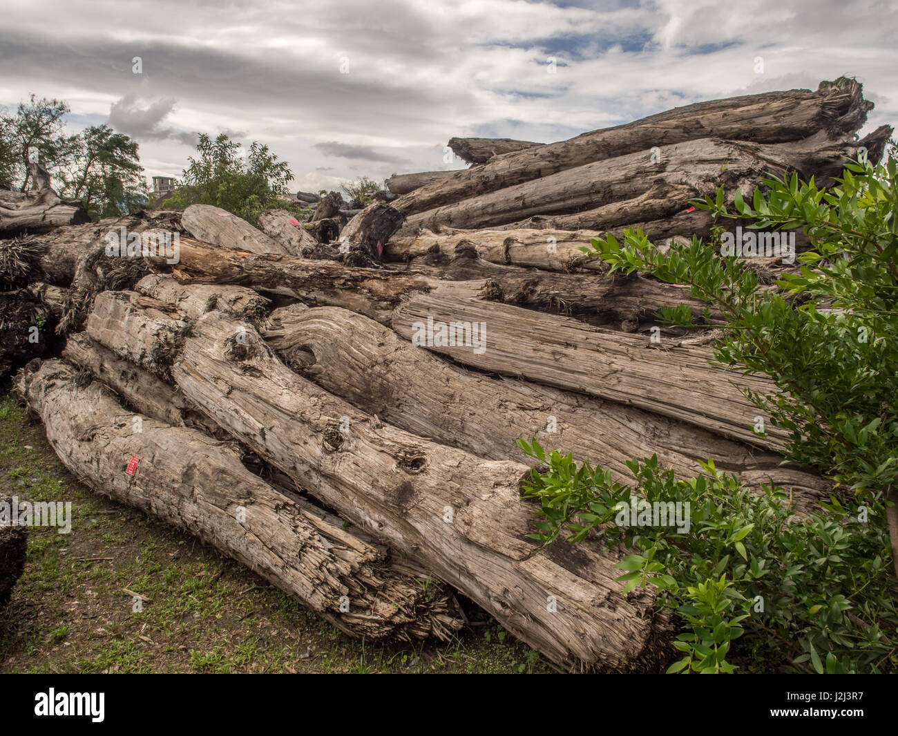 Luodong, Taiwan - October 18, 2016: Line-ups of camphor tree wood in ...