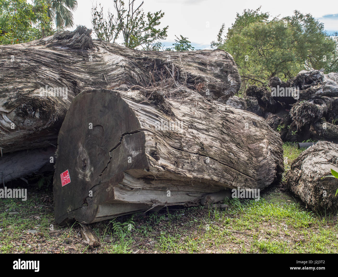 Luodong, Taiwan - October 18, 2016: Line-ups of camphor tree wood in ...