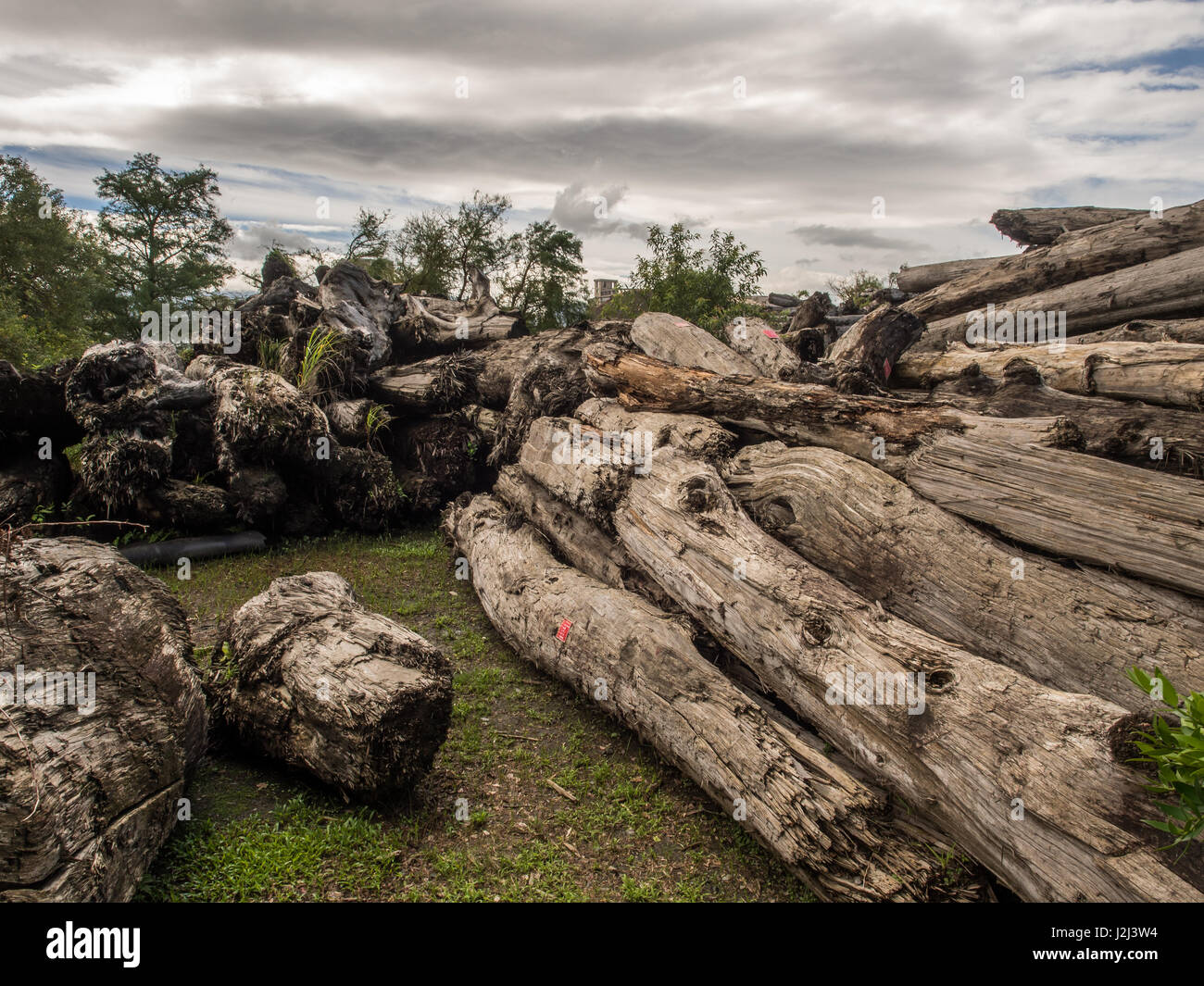 Cinnamomum camphora wood hi-res stock photography and images - Alamy