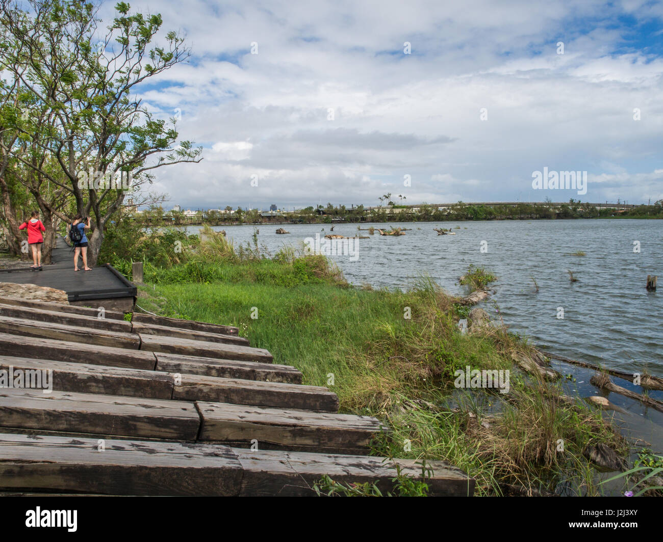 Luodong, Taiwan - October 18, 2016: Camphor tree trunks soaking in ...