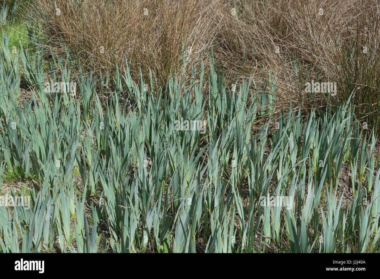 Early spring growth of the Yellow Iris / Iris pseudacorus. A plant that ...
