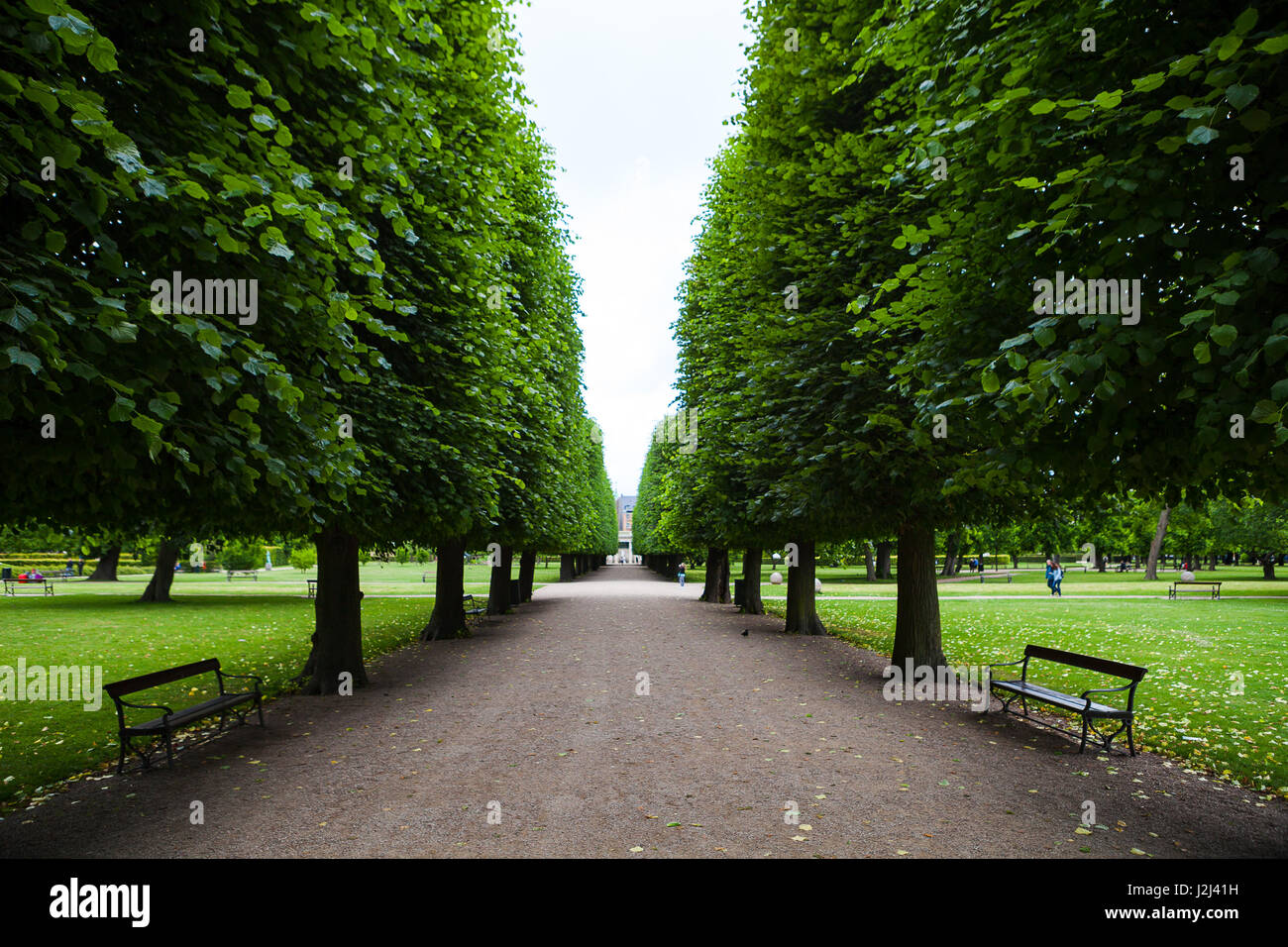 Tree alley with path in city park Stock Photo - Alamy
