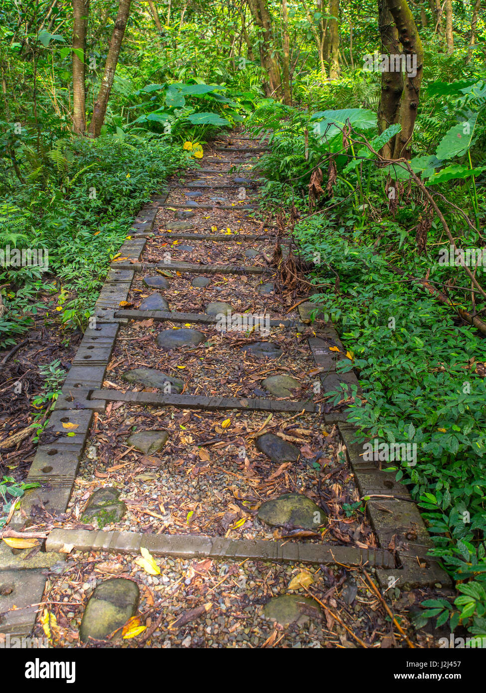 Rocky gravel path along the trail in a forest on the Moakong hills ...