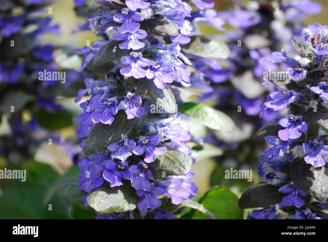 Flowering bugleweed ground cover in a garden Stock Photo - Alamy