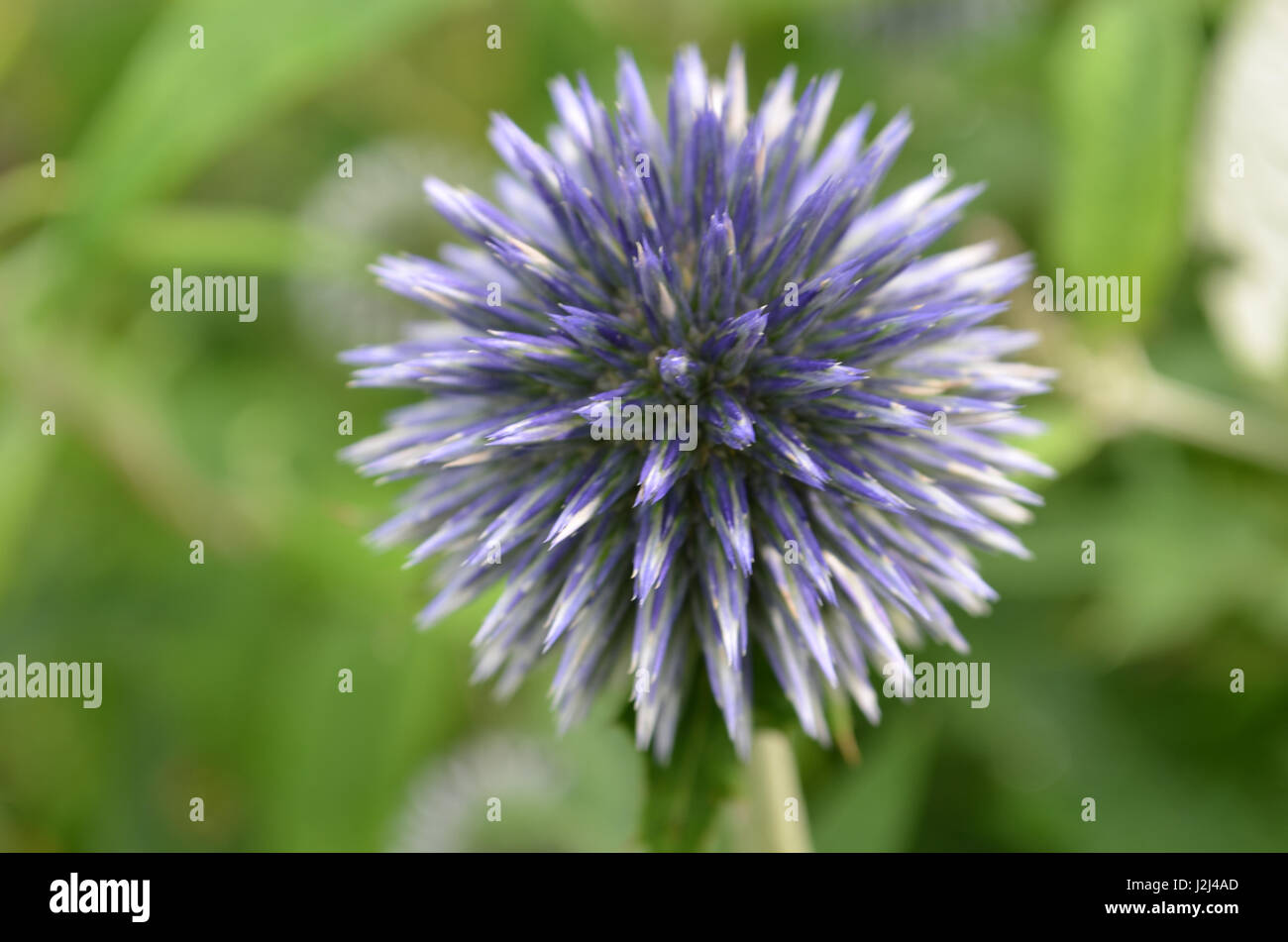 Spikey flowering globe thistle flower blossom Stock Photo - Alamy
