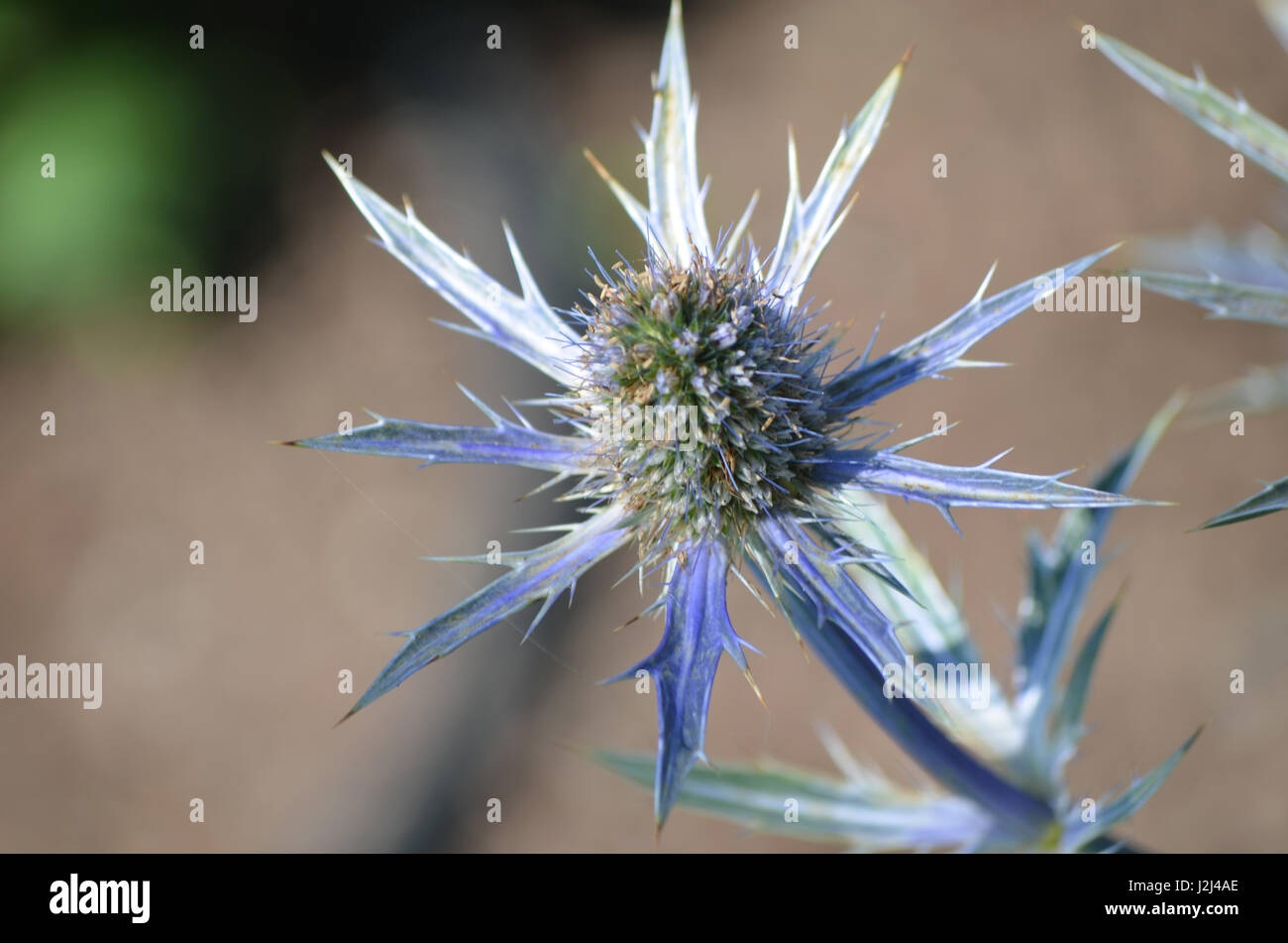 Flowering blue globe thistle with sharp thin spikes Stock Photo - Alamy