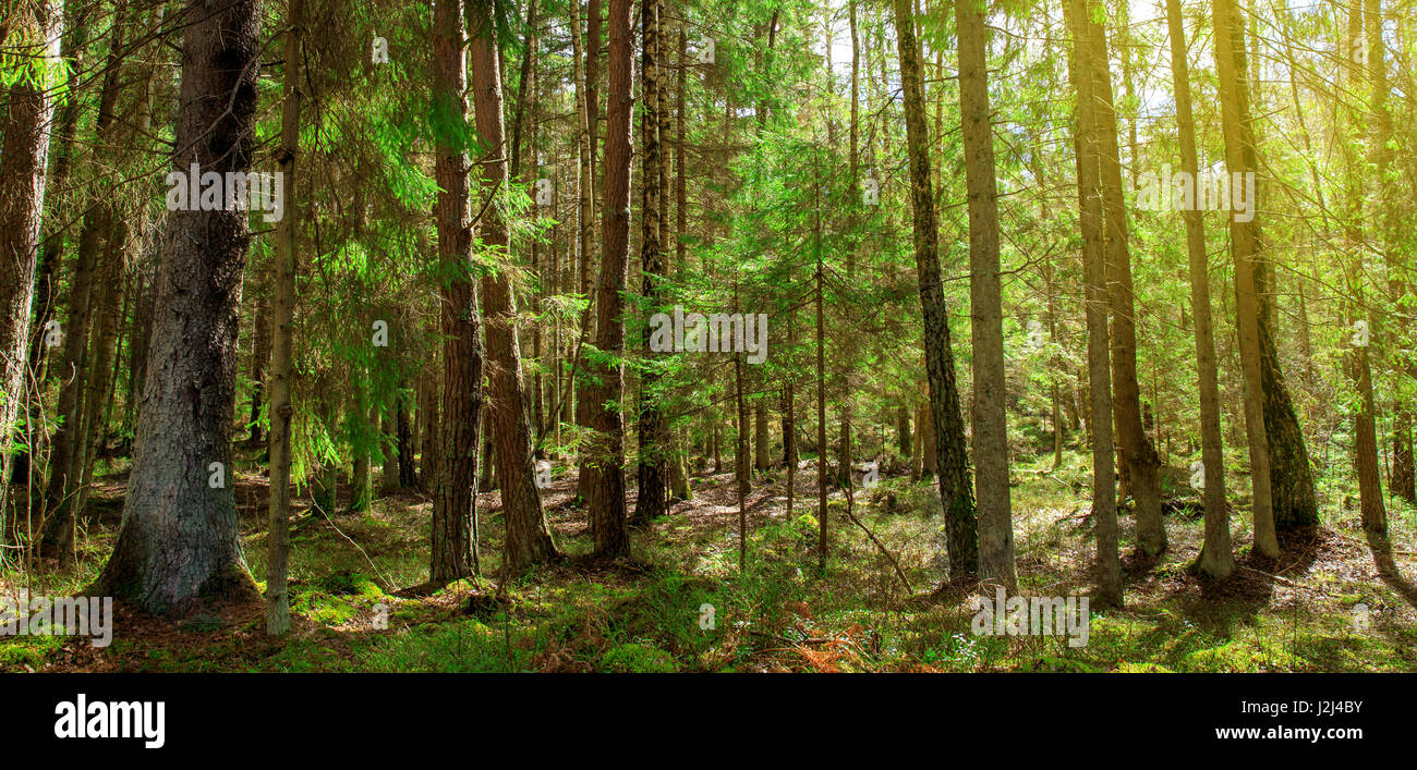 Magic spring forest with sun rays Stock Photo - Alamy