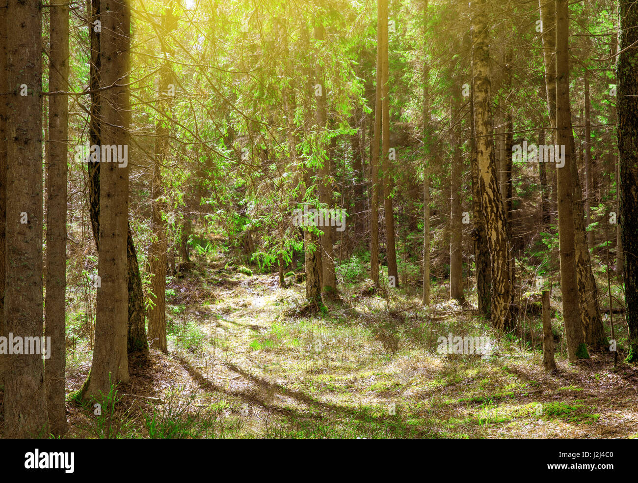 Magic spring forest with sun rays Stock Photo - Alamy