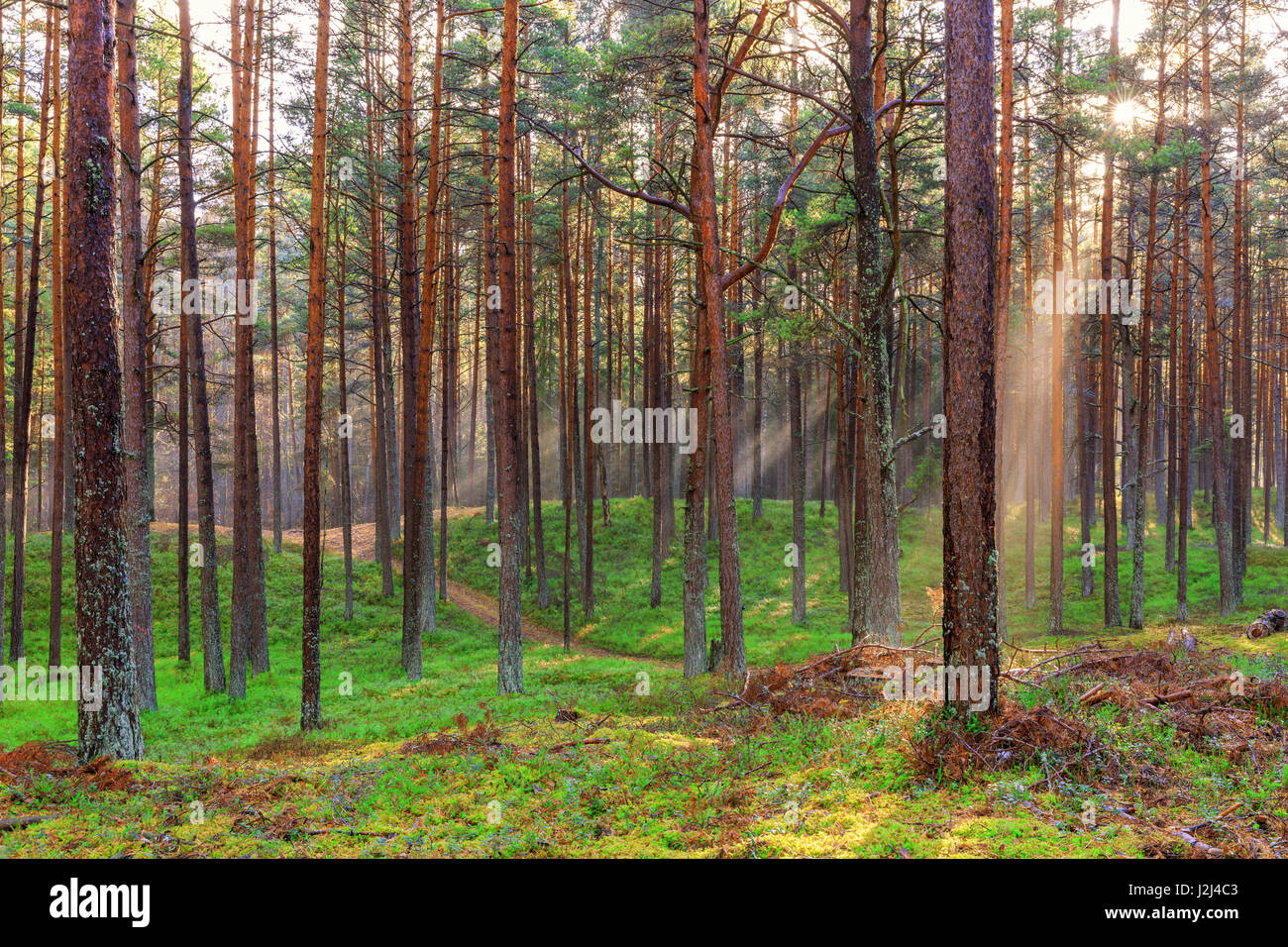 Beautiful nature at morning in the misty spring forest with sun rays ...