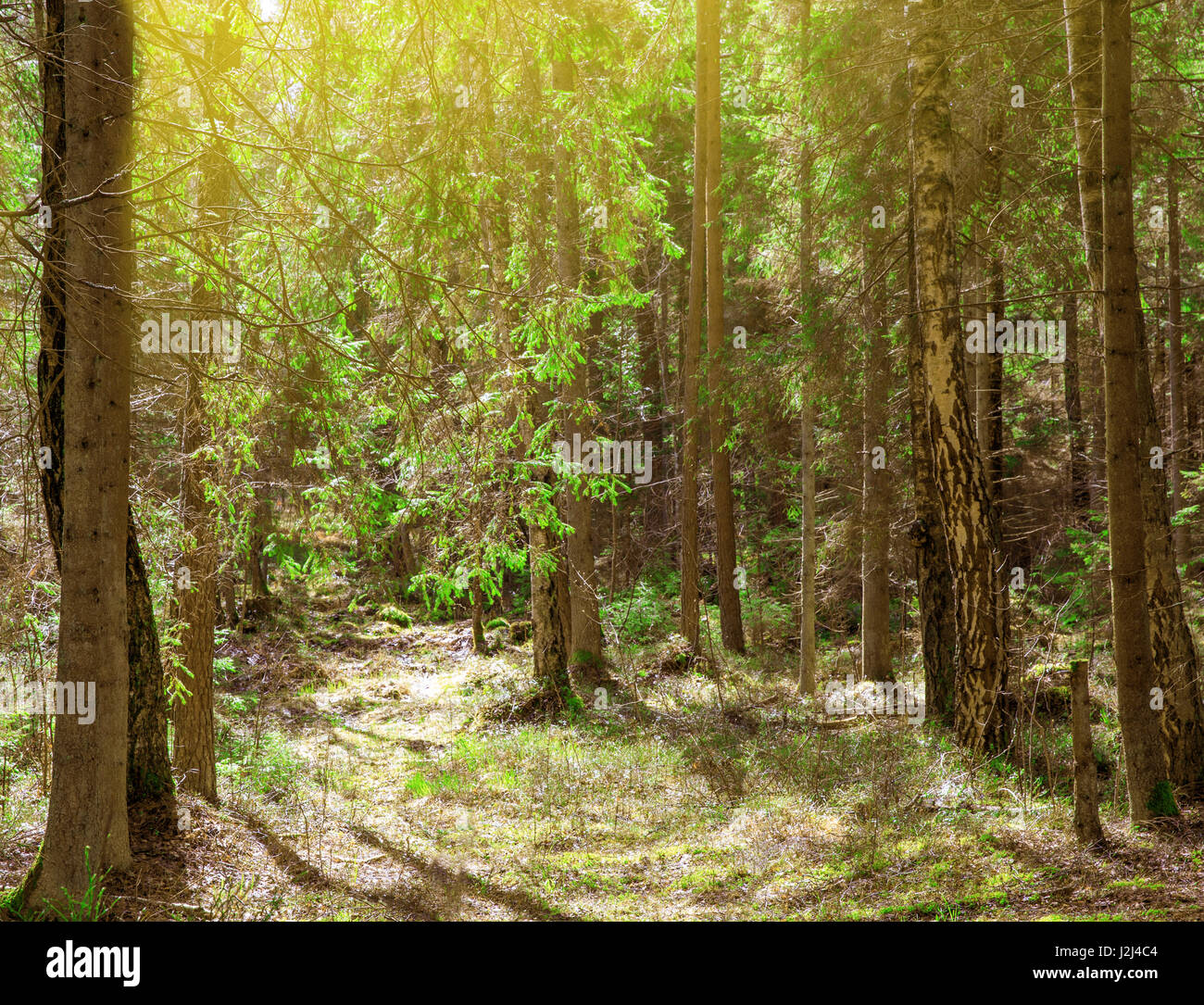 Beautiful nature at morning in the misty spring forest with sun rays ...