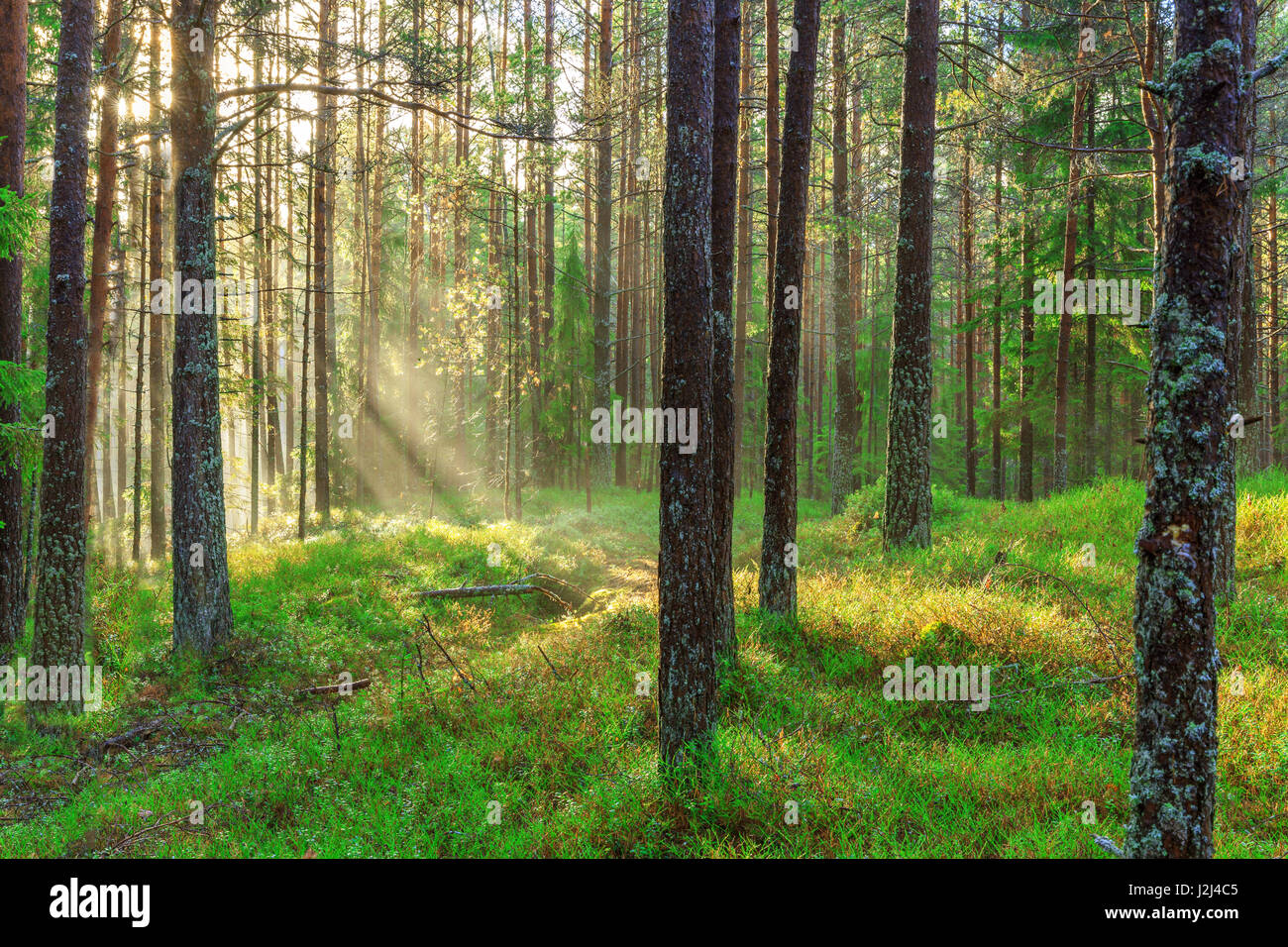 Beautiful nature at morning in the misty spring forest with sun rays ...