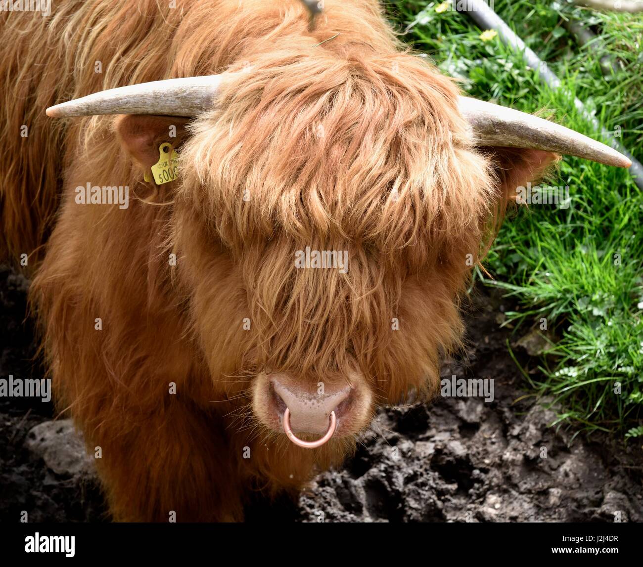Scottish highland bull Stock Photo - Alamy