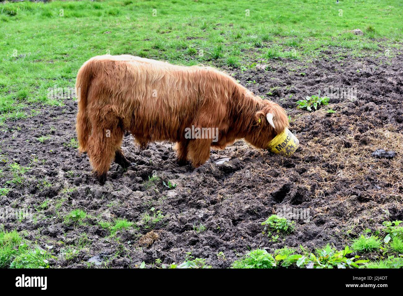 Scottish bull in field hi-res stock photography and images - Alamy